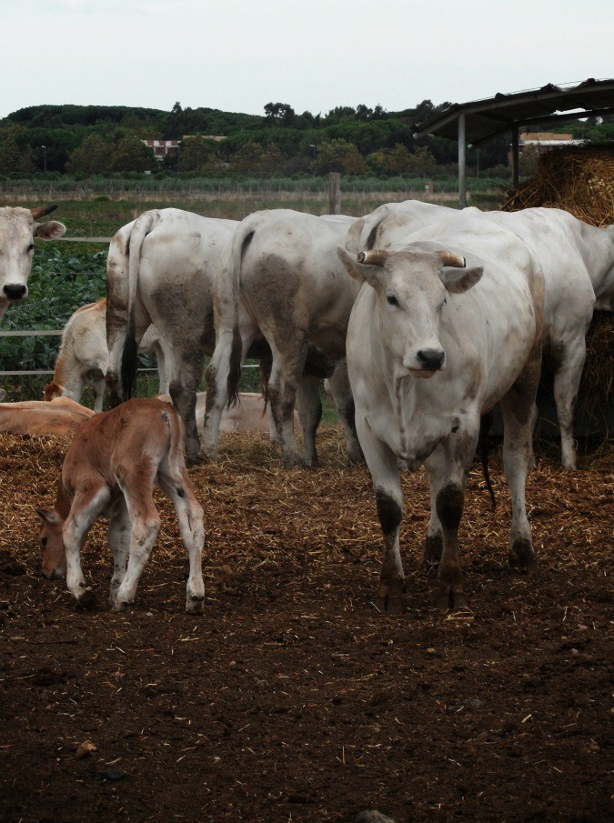 Chianina, la fatica e l'amore del produrre la carne secondo tradizione ...