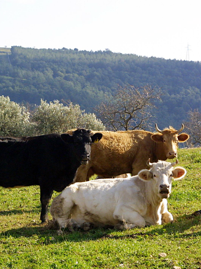 India, "pagnottelle" di cacca di mucca vendute on-line. L'ultima ...