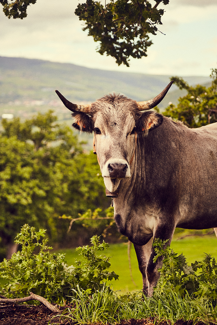 Il racconto per immagini della Latteria Salvia Maria - Il Fatto Quotidiano