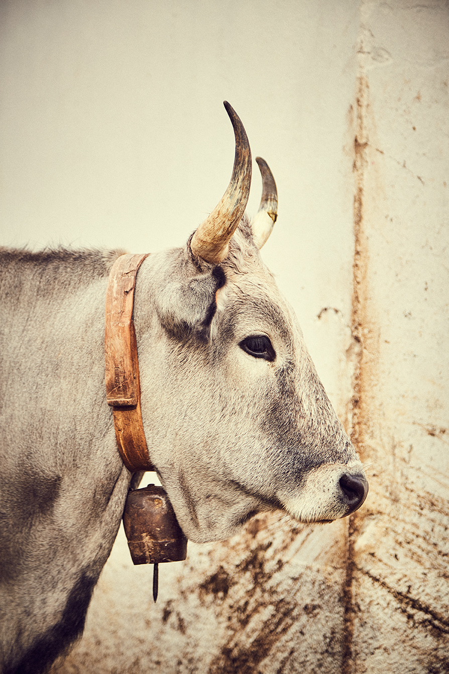 Il racconto per immagini della Latteria Salvia Maria - Il Fatto Quotidiano