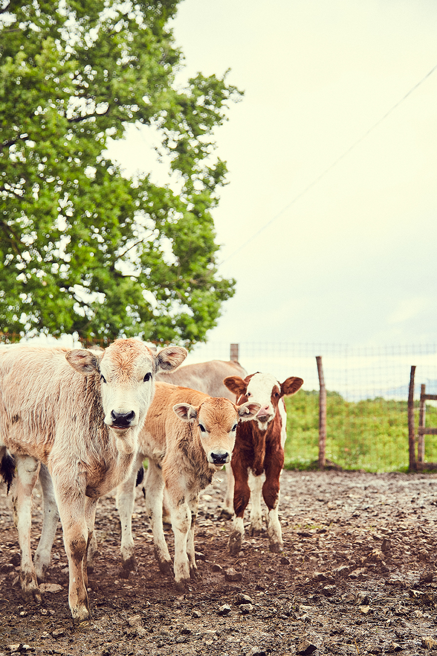 Il racconto per immagini della Latteria Salvia Maria - Il Fatto Quotidiano