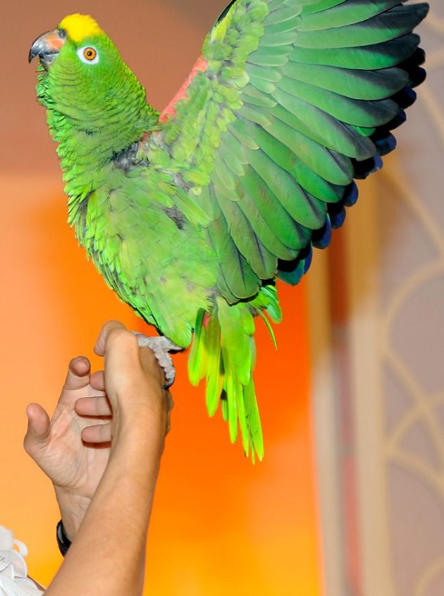 Il pappagallo muore di paura per una pallonata. L'allevatore chiede ...