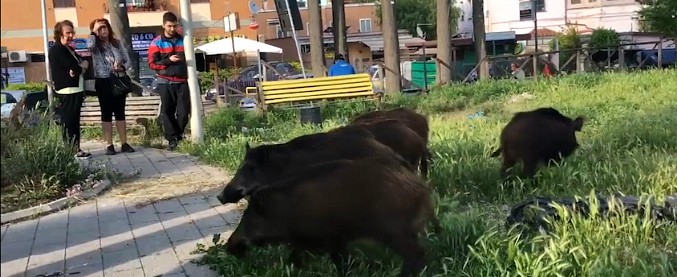 "Mamma, c'è un cinghiale ai giardinetti". Branco a spasso per le aiuole ...