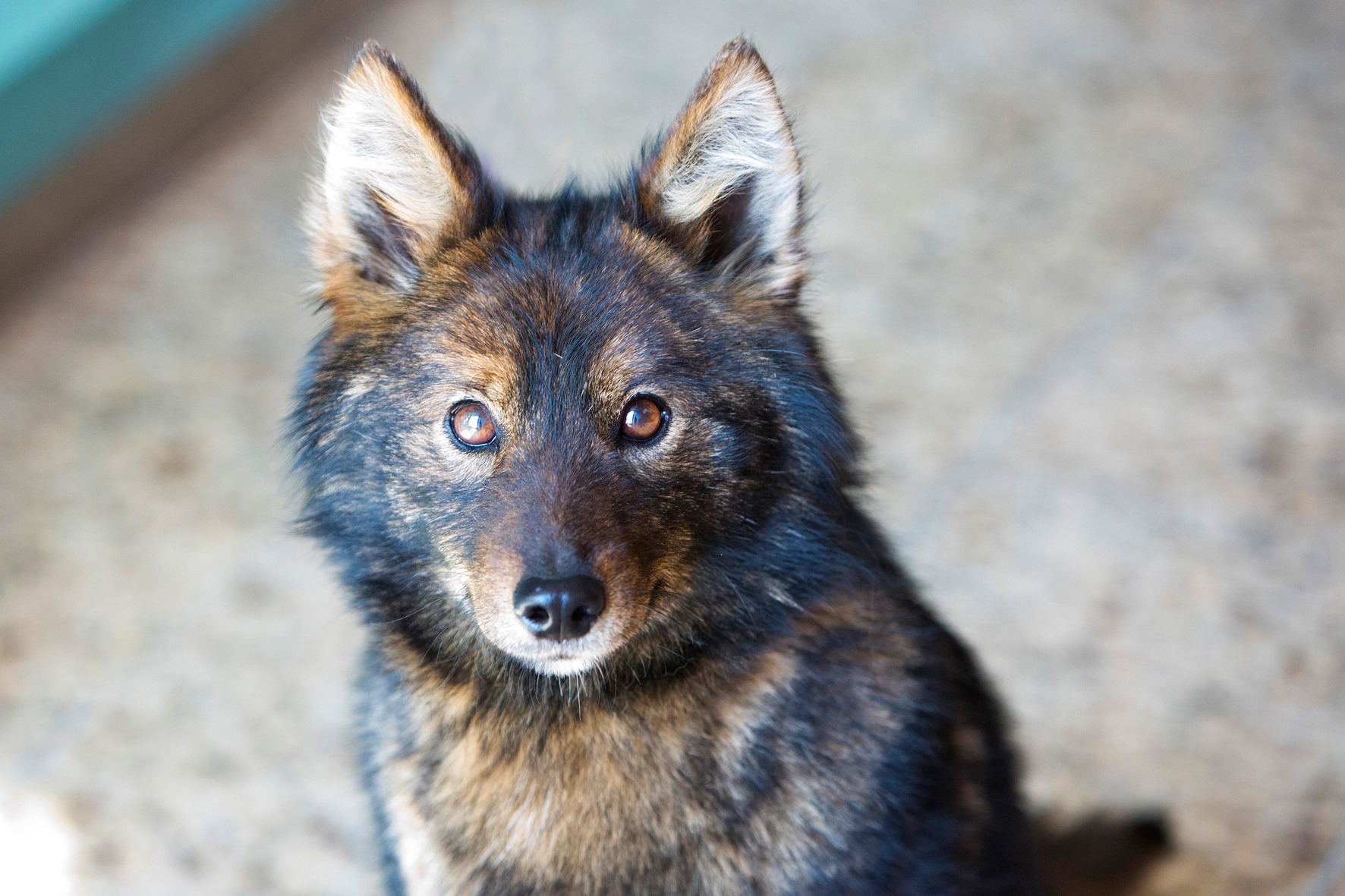 Meglio del tampone, un naso umidiccio: la Russia ricorre ai cani di ...