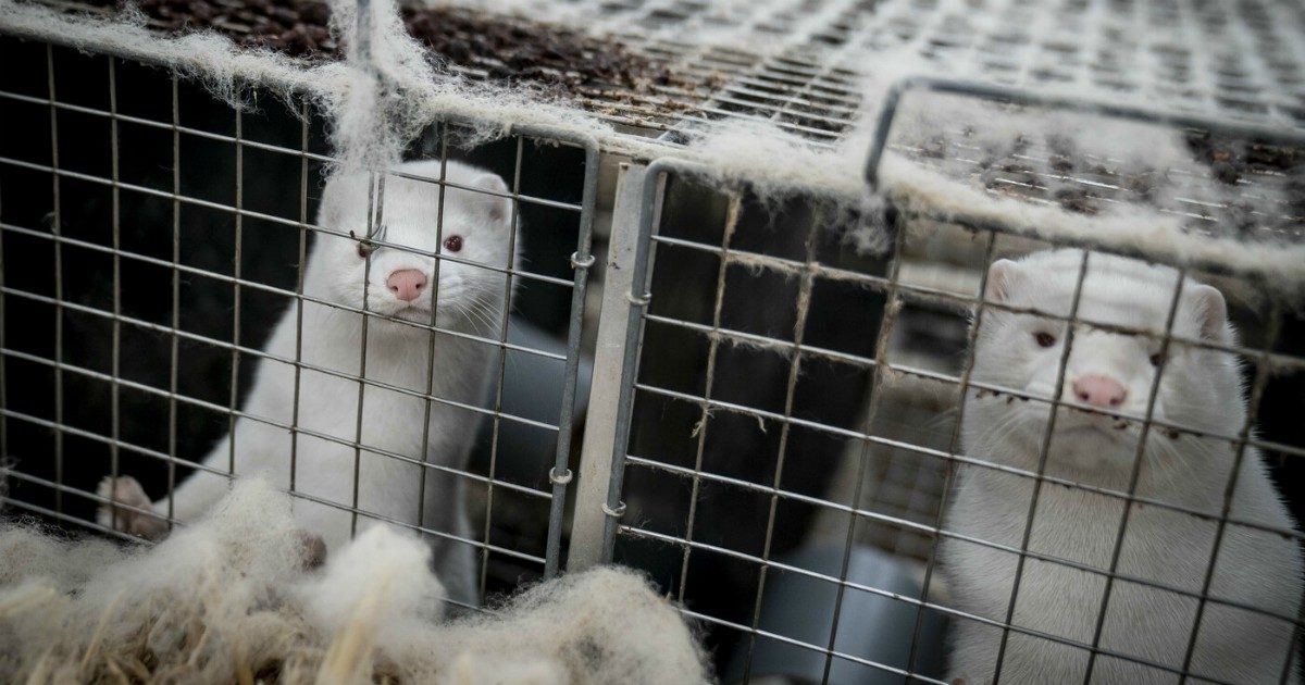 L'Irlanda chiude gli ultimi allevamenti di visoni per pellicce. Ora l ...