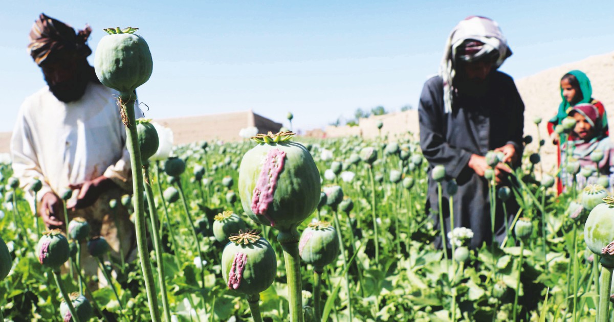 Oppio, l'Afghanistan perde il primato dopo il divieto di coltivazione ...