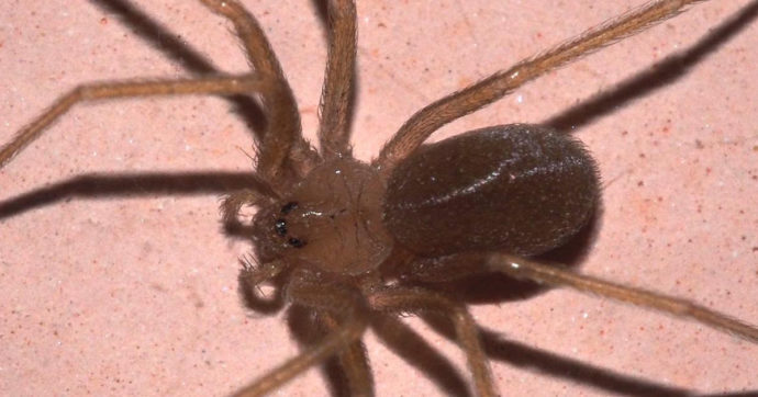 Allarme ragno violino a Roma: "Piaghe doloranti con pus e gonfiore, i ...