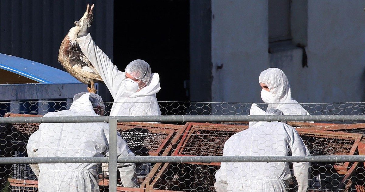 Influenza aviaria, l’infettivologo: “È passata ai mammiferi che ora se ...