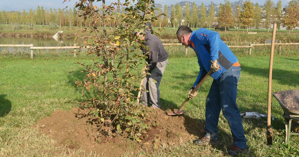 Per fare l’albero non basta il seme - Il Fatto Quotidiano