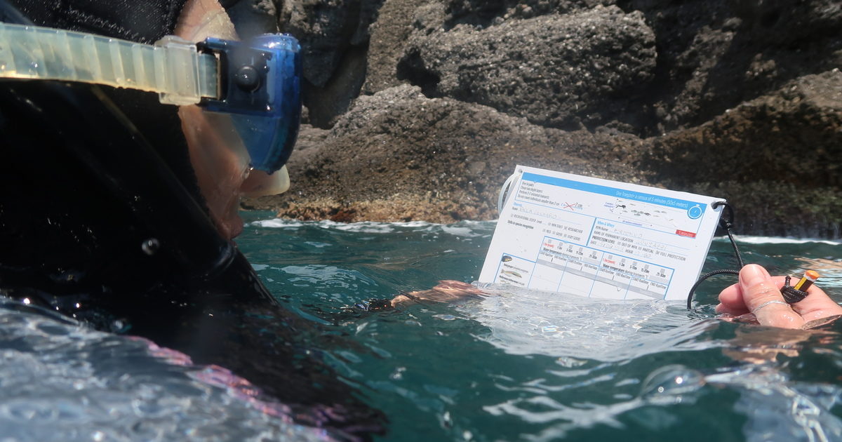 Climate Fish, un database per monitorare i cambiamenti nel Mediterraneo - Il Fatto Quotidiano