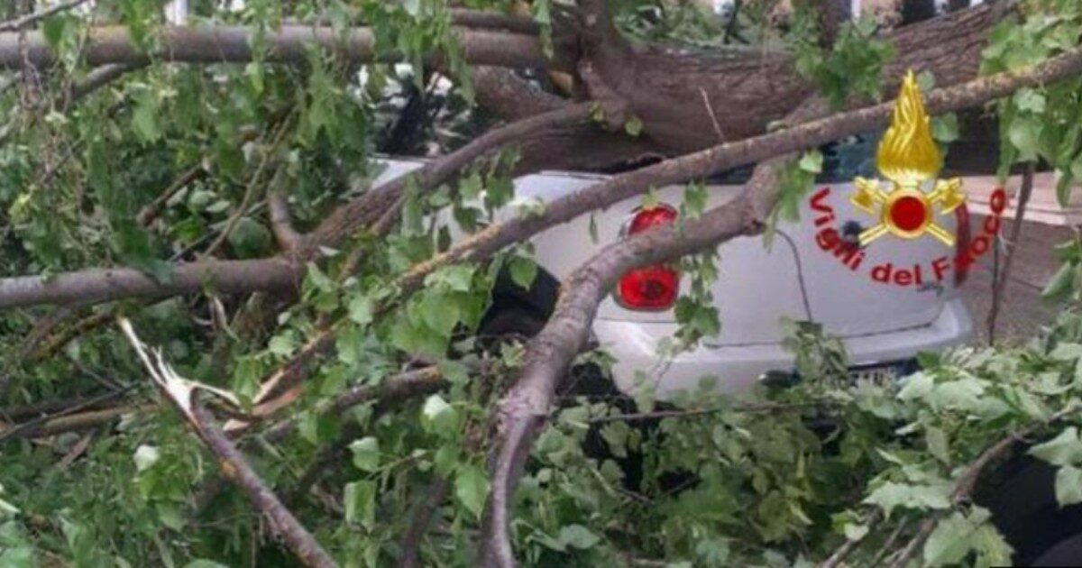 Roma, crolla un pino di 20 metri nel cortile di un palazzo dell'Ater ...