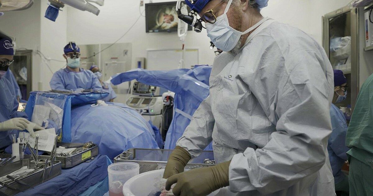 Nature: "Scimmia sopravvive per due anni dopo il trapianto di rene di ...