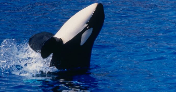 Orche attaccano e affondano un yacht, è l'ultimo di una serie di ...