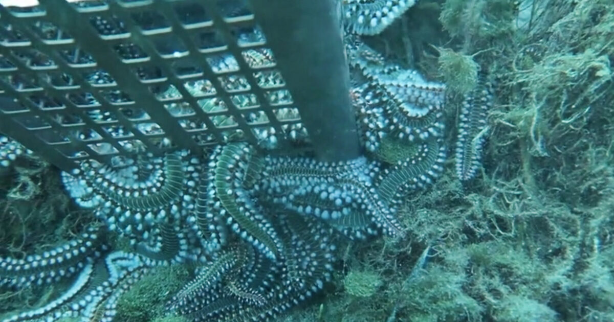 Vermocani, la ricercatrice: "Evitare il contatto: rischio bruciori ...