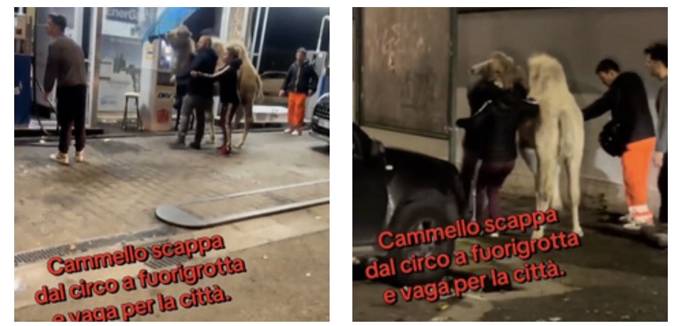 Giovane cammello scappa dal circo e vaga per la città. Ritrovato dai ...