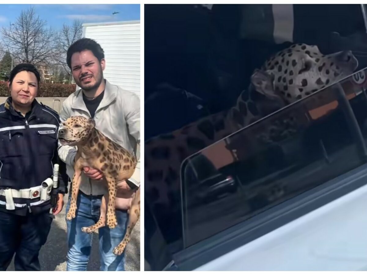 "Perché gli avete ridato il 'canepardo'? È la cosa peggiore che potesse ...