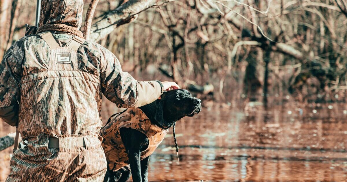 Caccia, l'appello delle associazioni ambientaliste e animaliste contro ...