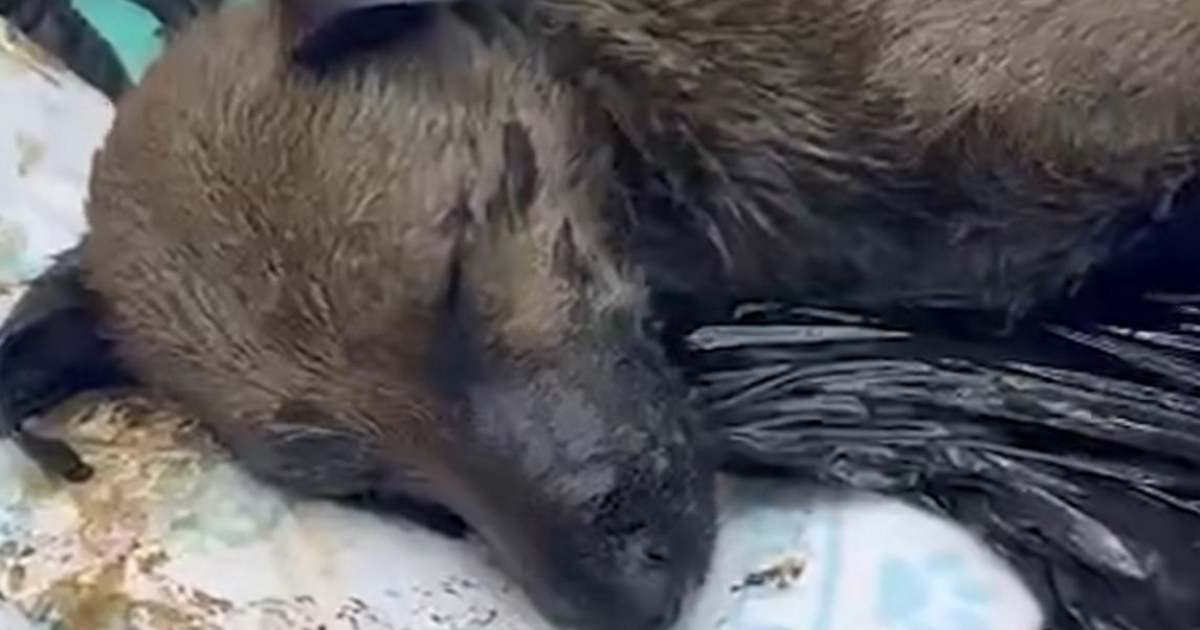 Cane intrappolato nel catrame: Luciano salvato dopo 72 ore di ...